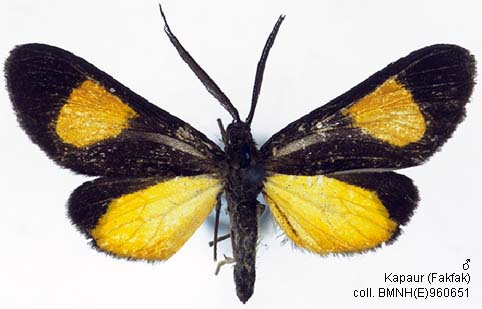 Papua Insects Foundation (Lepidoptera/Geometridae(Ennominae)/Ctimene ...